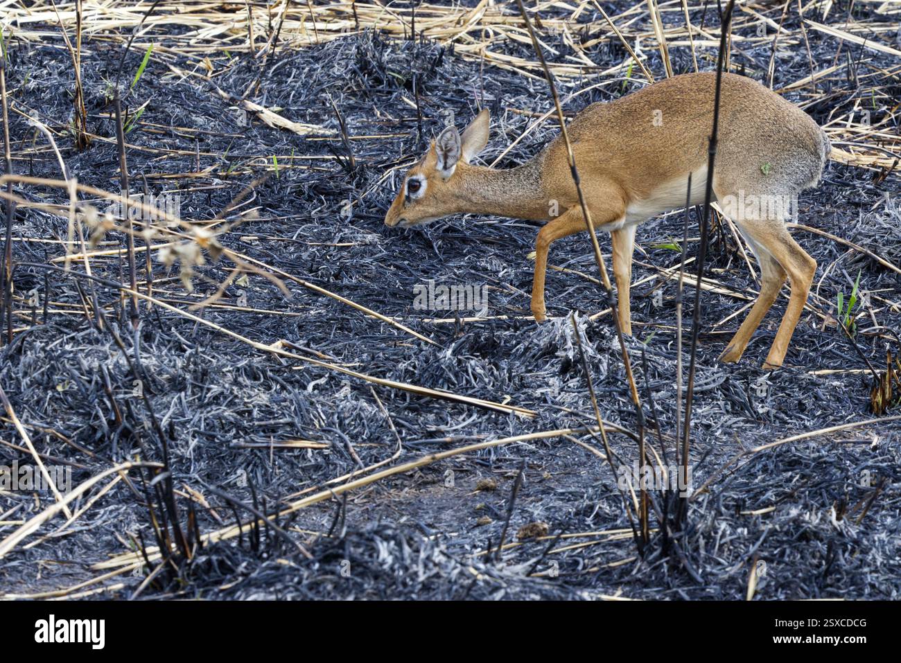 A female Dik-dik (genus Madoqua} grazing in a burnt area of shrubland ...