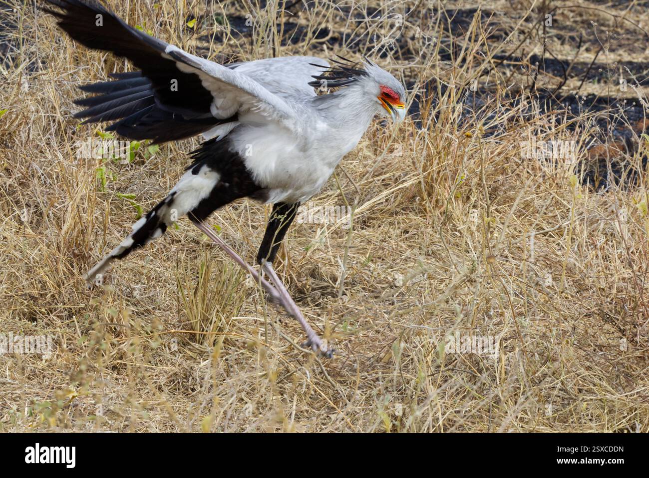 A Secretary Bird (Sagittarius serpentarius) hunting for prey in ...