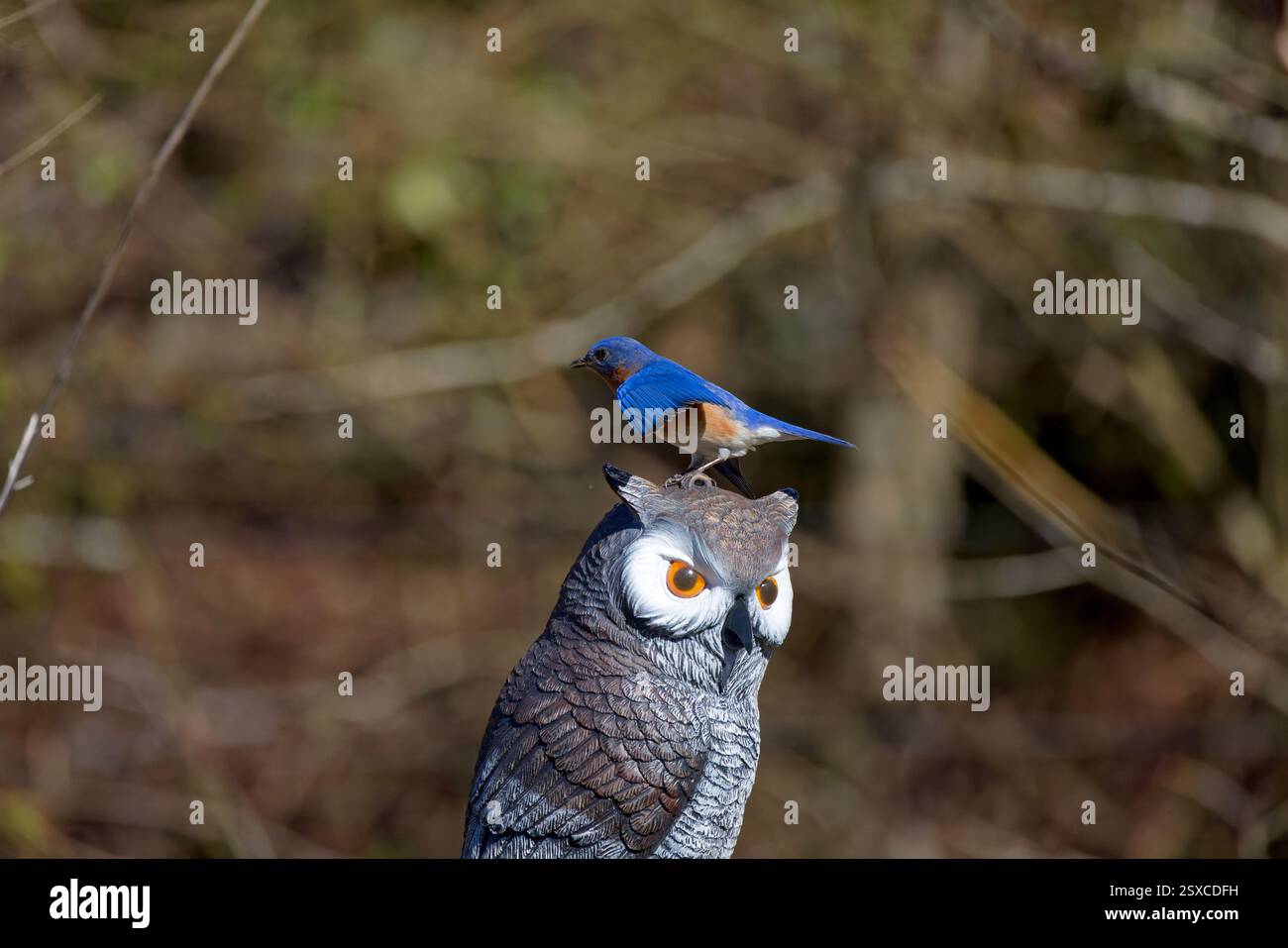 Male eastern bluebird (Sialia sialis) sitting on the head of an ...