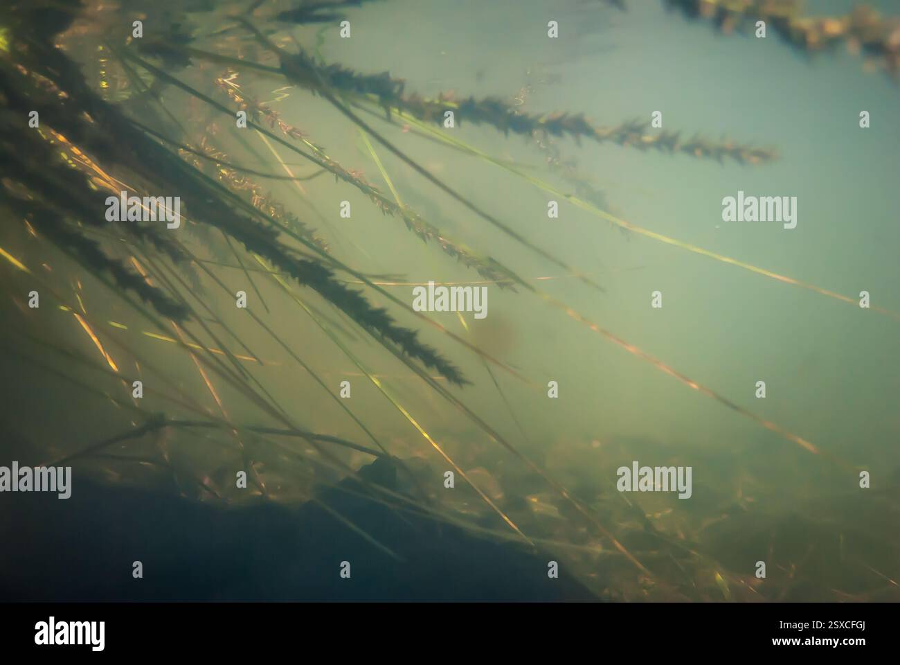 Underwater scenery mediterranean rock formation hi-res stock ...