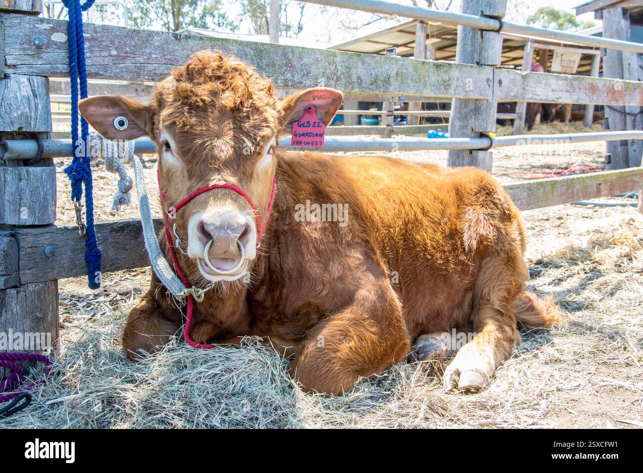 Cattle head design hi-res stock photography and images - Alamy