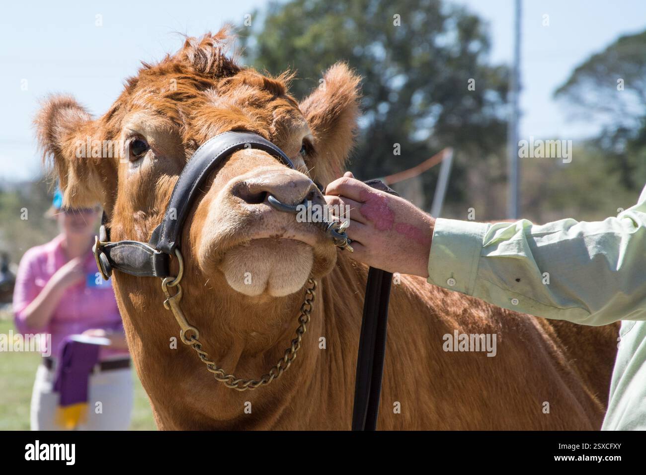 Show goat vector hi-res stock photography and images - Alamy