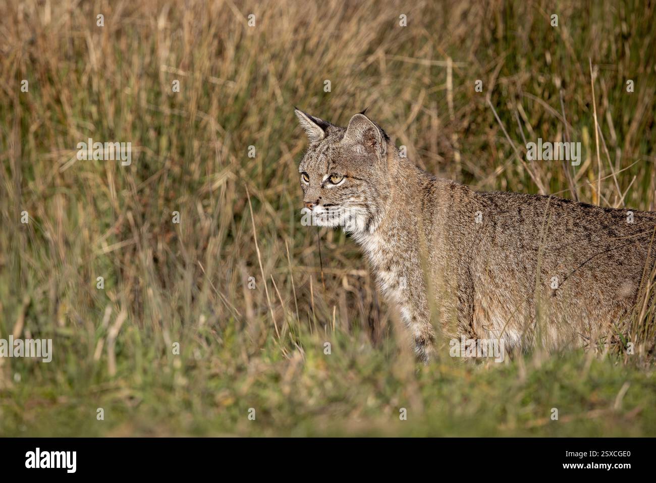 A Bobcat (Lynx rufus) hunting in Point Reyes National Seashore ...