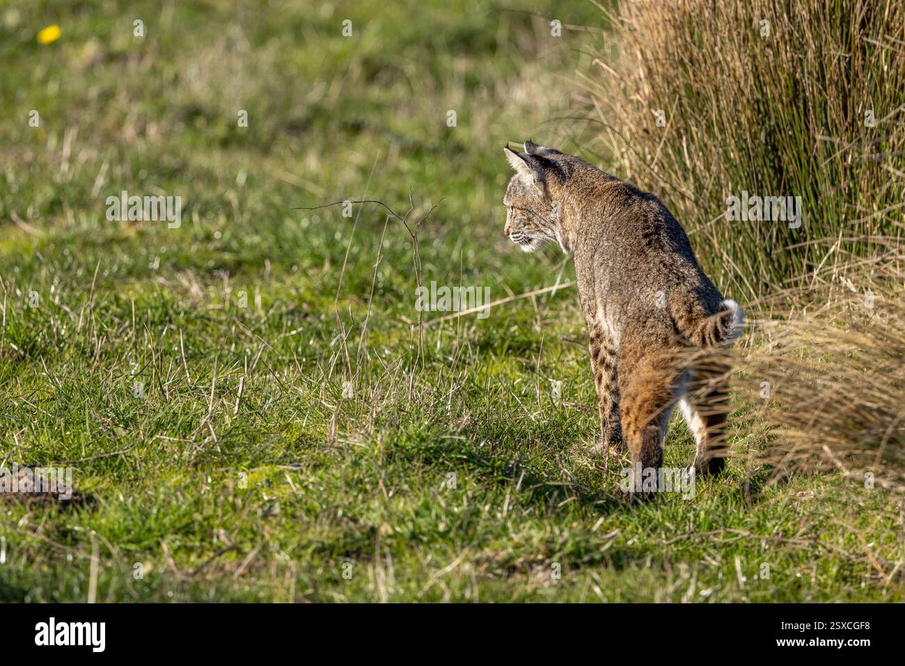 A Bobcat (Lynx rufus) hunting in Point Reyes National Seashore ...