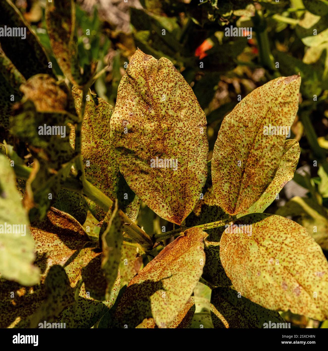 Broad bean Rust Attacks Vegetable Garden Stock Photo - Alamy