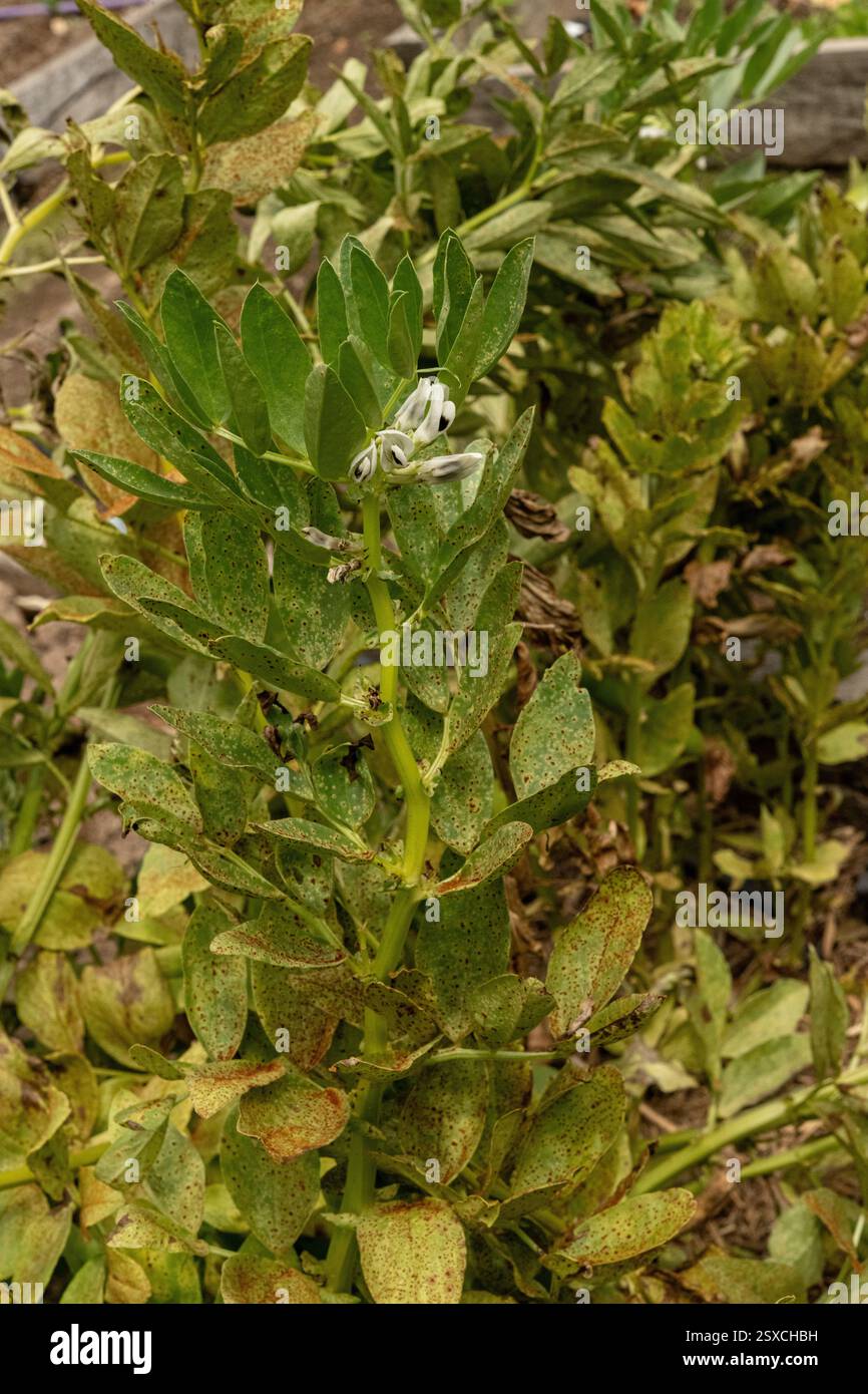 Broad bean Rust Attacks Vegetable Garden Stock Photo - Alamy