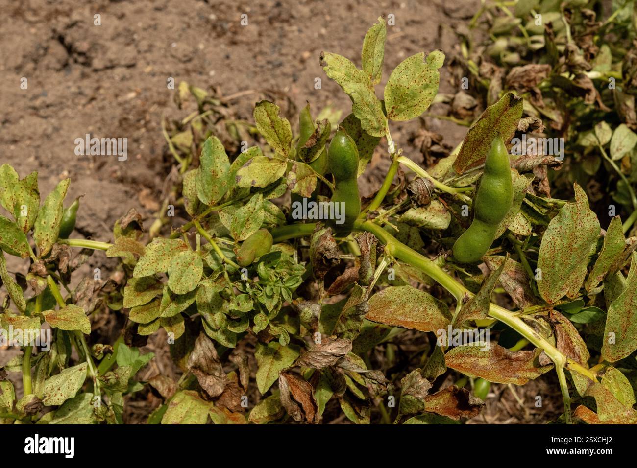 Broad bean Rust Attacks Vegetable Garden Stock Photo - Alamy