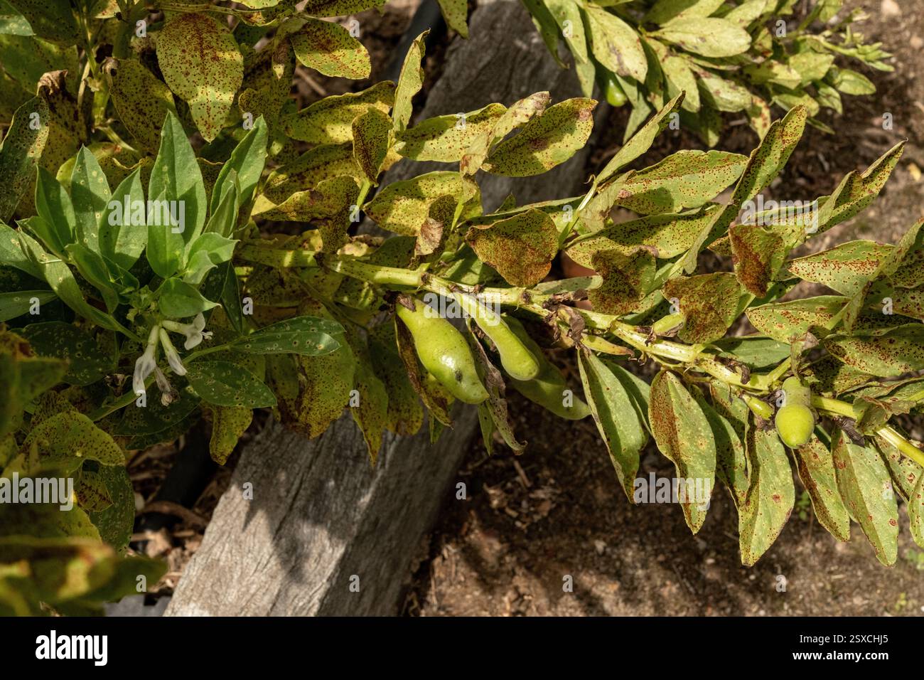Broad bean Rust Attacks Vegetable Garden Stock Photo - Alamy