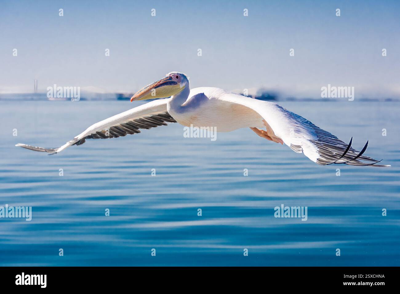 Great white pelican (Pelecanus onocrotalus) of Nambia, Africa airborne ...