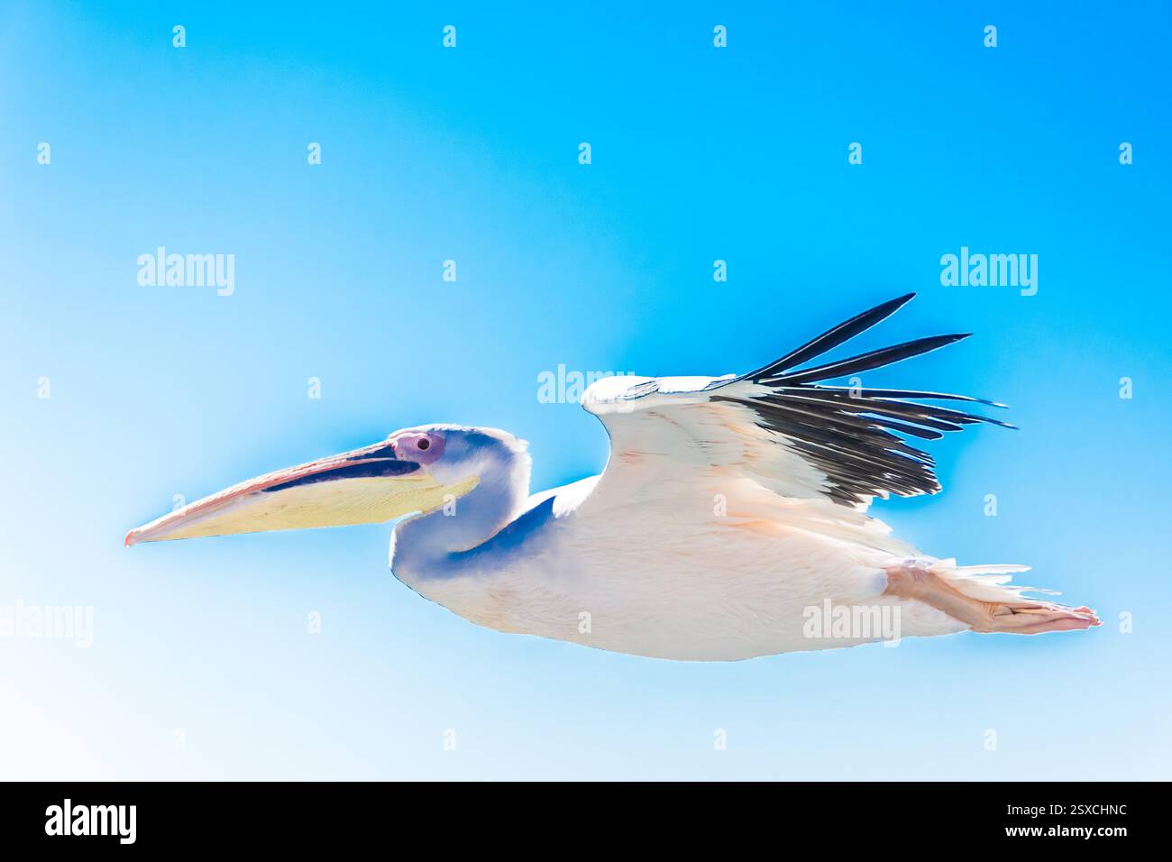 Great white pelican (Pelecanus onocrotalus) of Nambia, Africa airborne ...