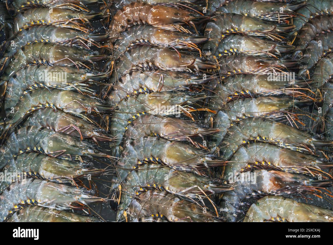 Raw fresh shrimp lying in straight rows. Top view Stock Photo - Alamy