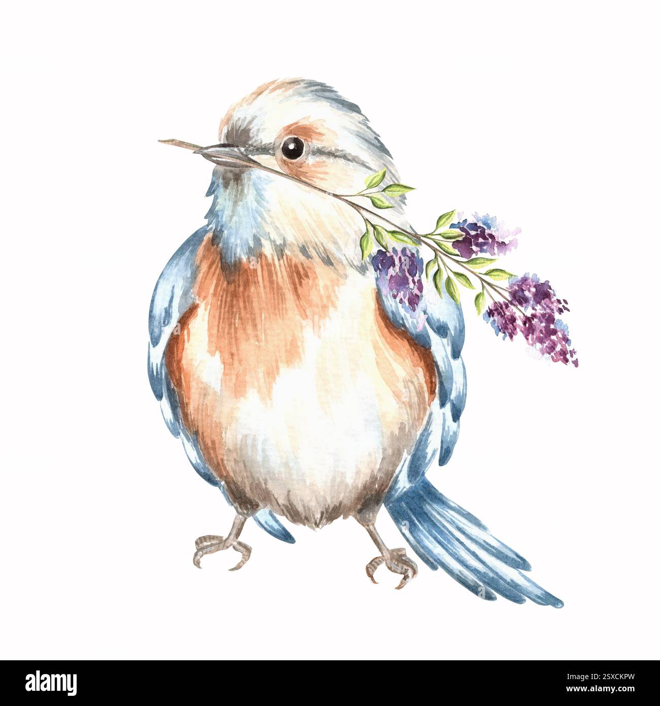 Eastern bluebird with flower. Small songbird with blue orange plumage ...
