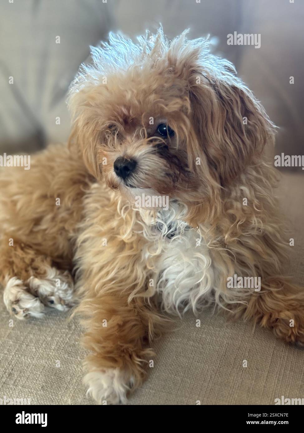 Tan Shih Tzu puppy on tan colored couch Stock Photo - Alamy