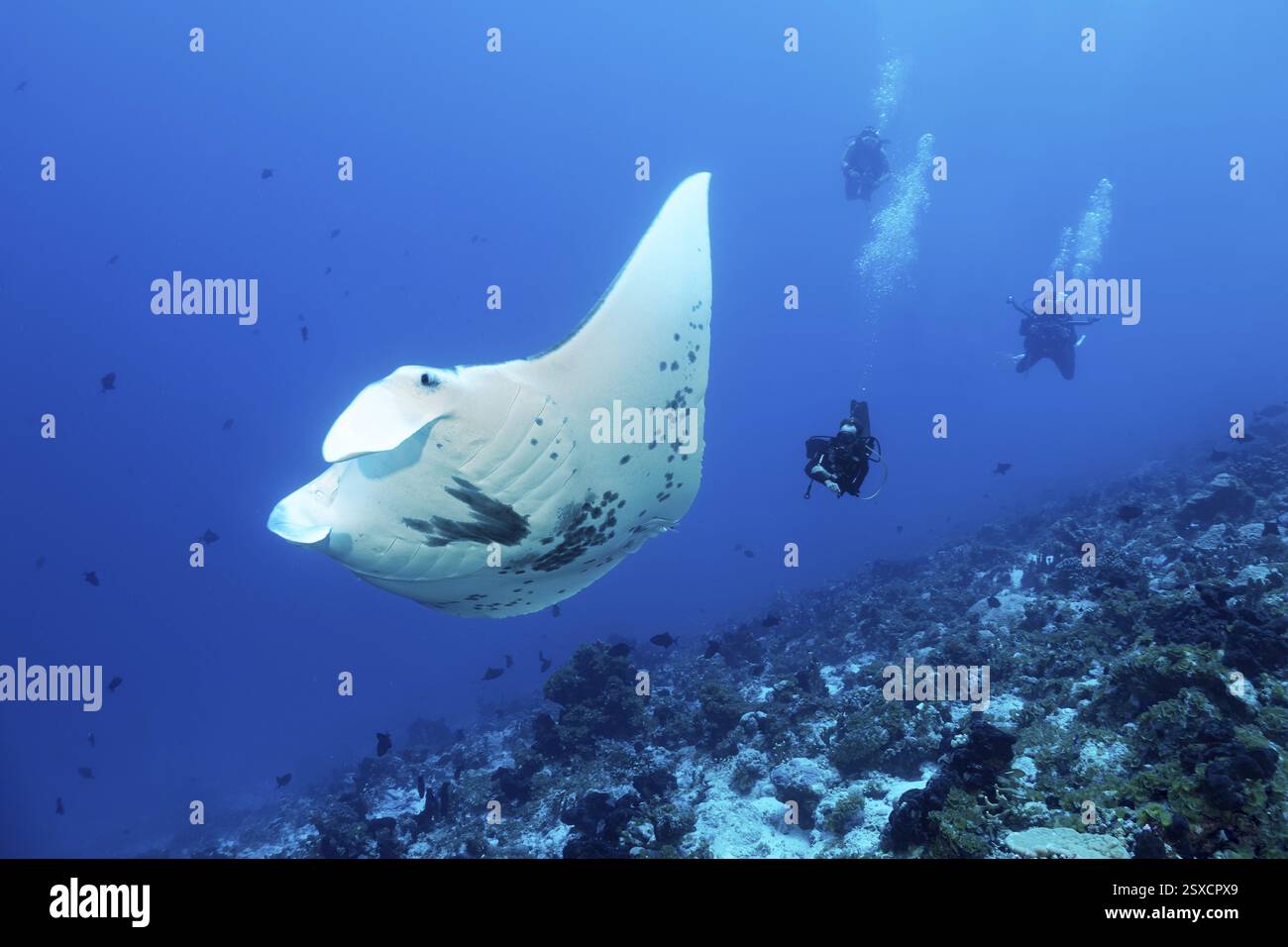 Group of divers, diver observing reef manta ray (Manta alfredi ...