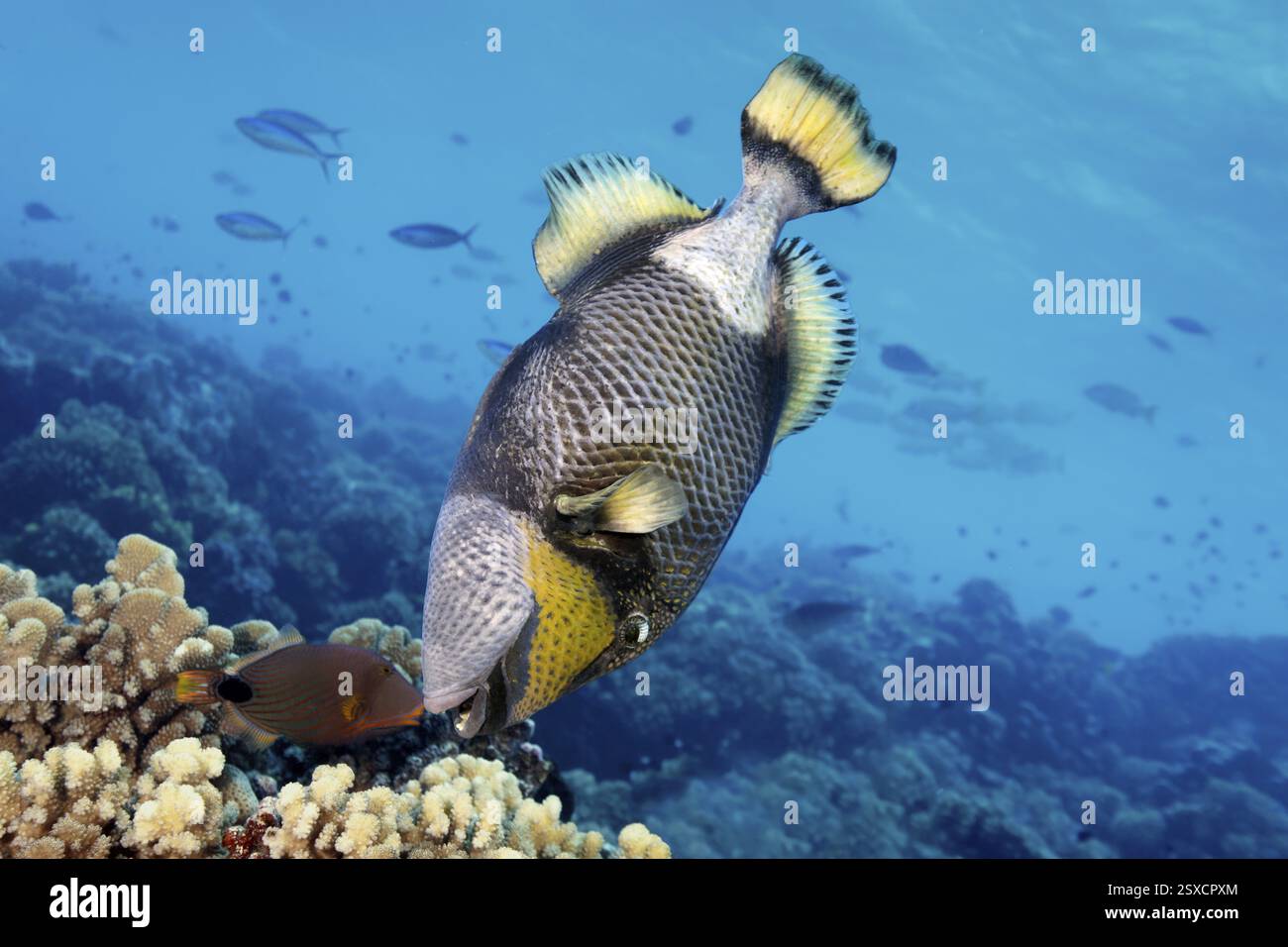 Giant triggerfish (Balistoides viridescens) and orange stripe ...