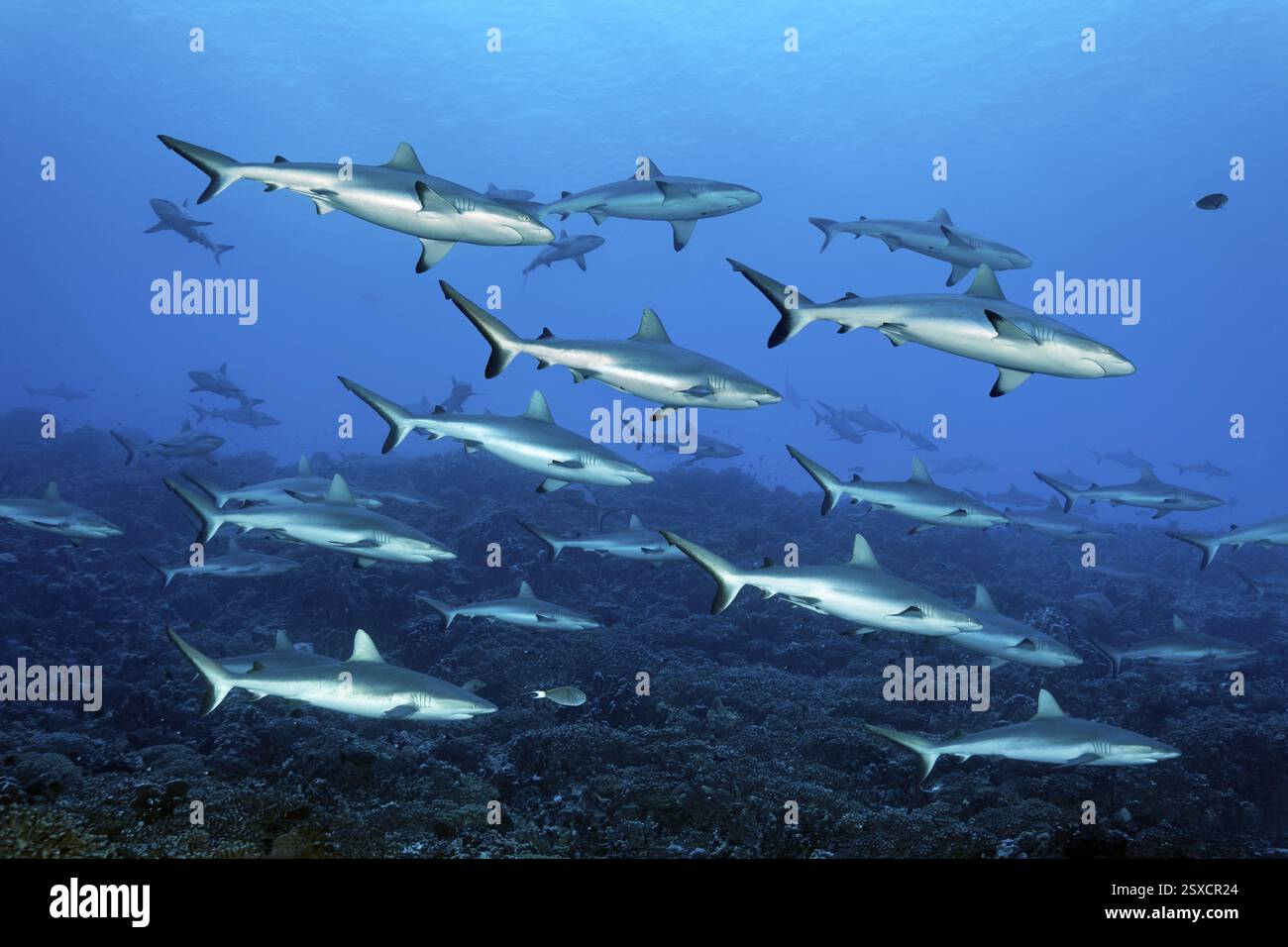 Shoal of Grey reef sharks (Carcharhinus amblyrhynchos) swimming in the ...