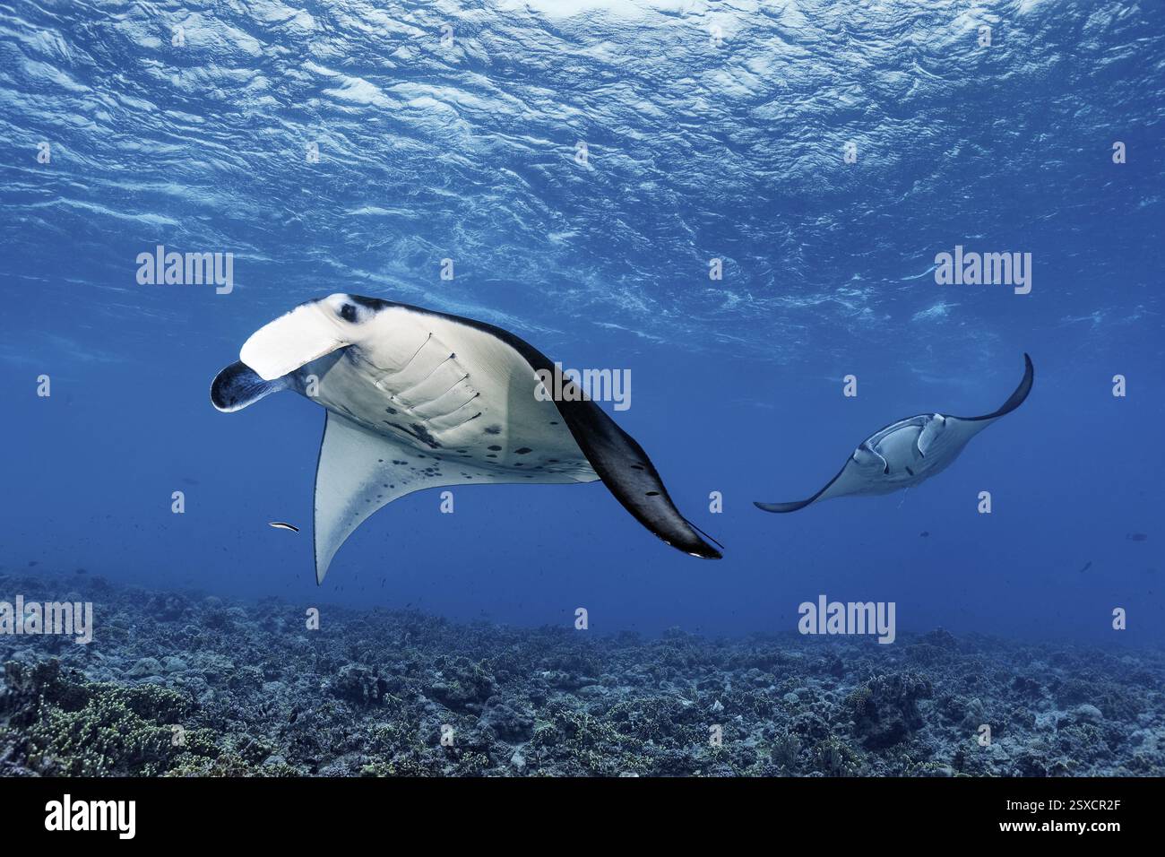 Two reef manta rays (Manta alfredi), swimming over coral reef in strong ...