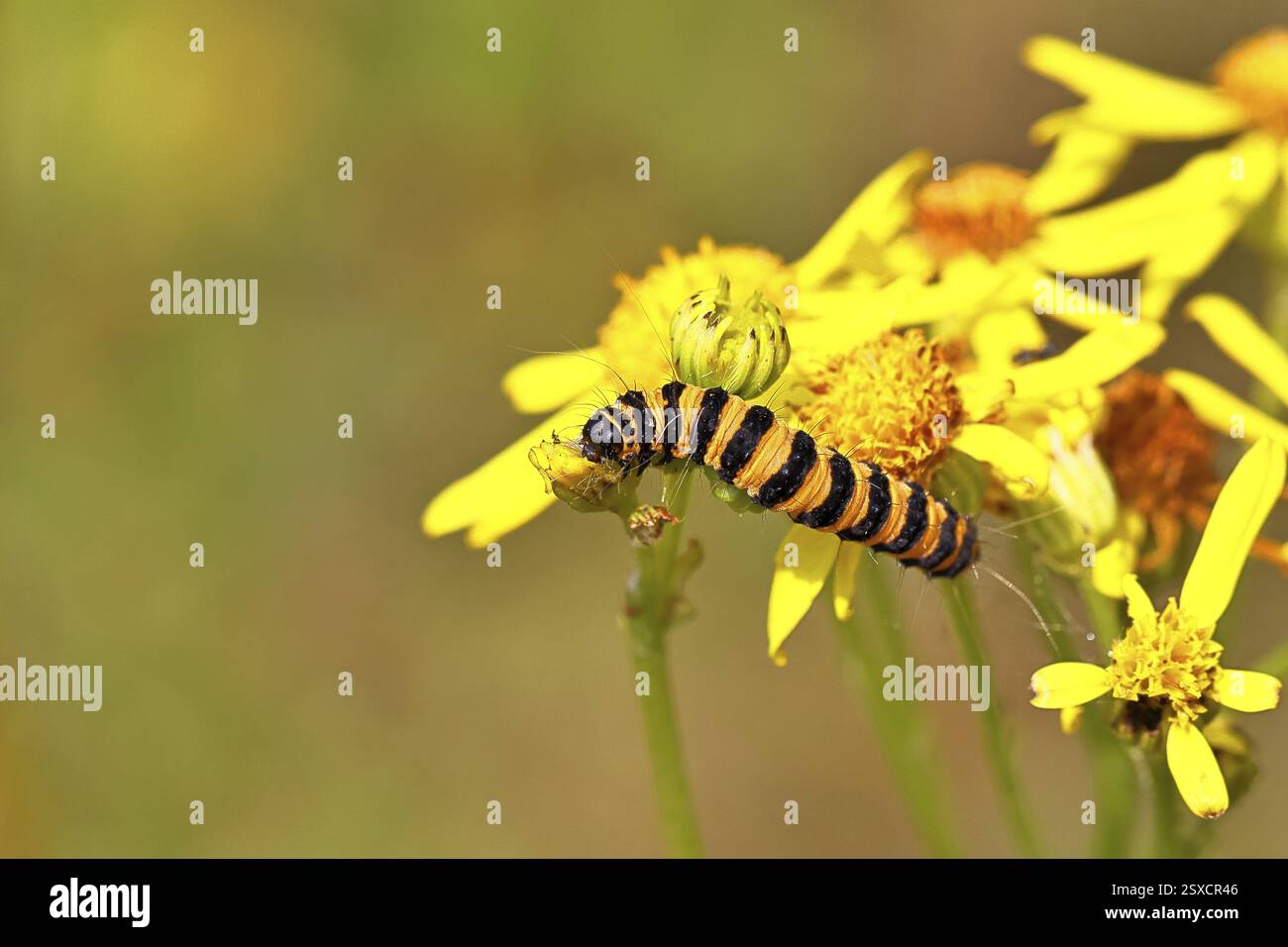 St. Jacob's weed bear or blood bear (Tyria jacobaeae), butterfly ...