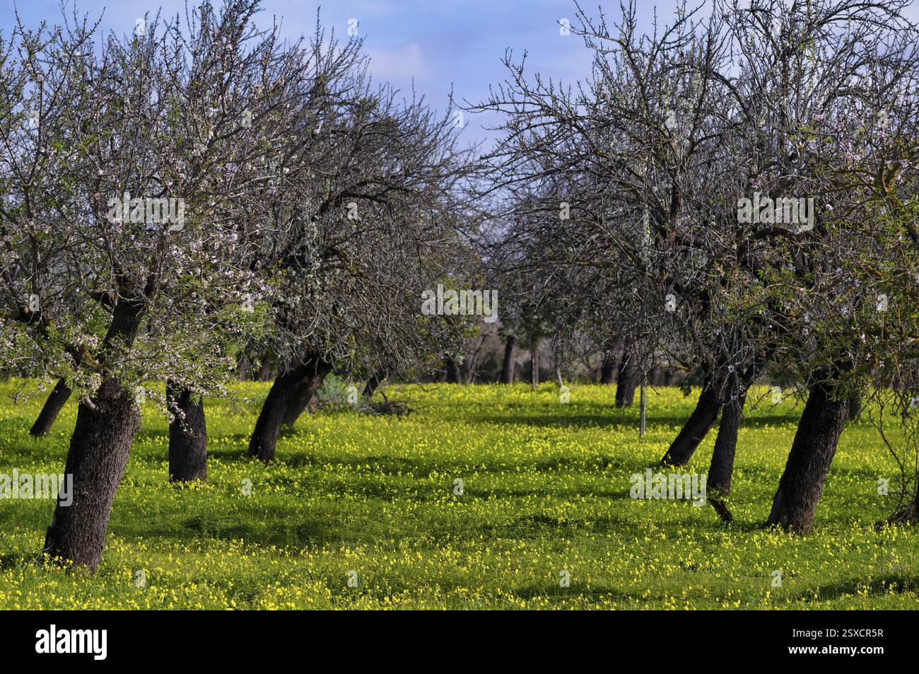 Almond blossom, almond trees, plantation, Bermuda buttercup (Oxalis pes ...