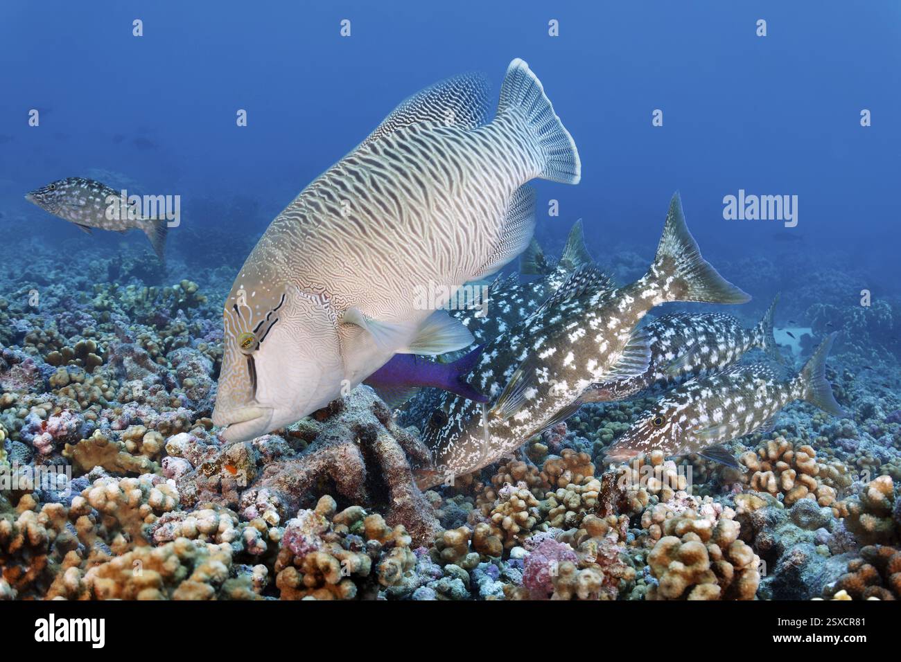 Napoleon wrasse (Cheilinus undulatus), half-grown, associated with ...