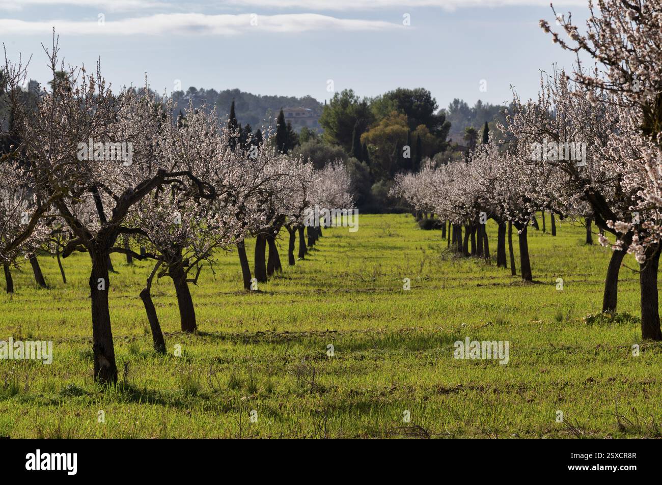 Almond blossom, almond trees, plantation, Bermuda buttercup (Oxalis pes ...