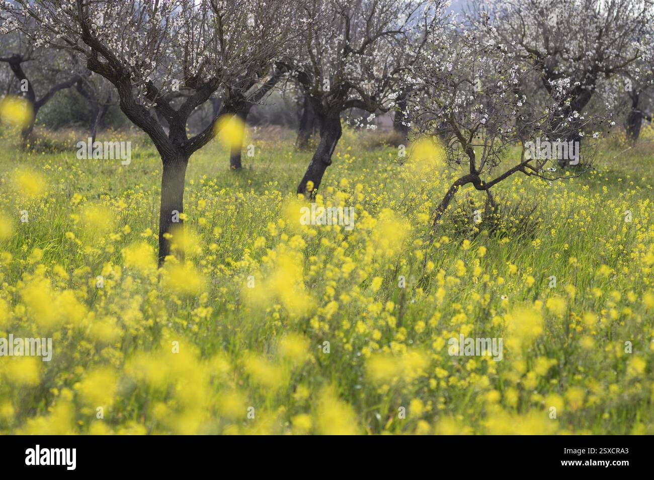 Almond blossom, almond trees, plantation, Bermuda buttercup (Oxalis pes ...