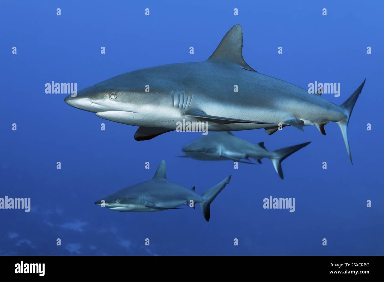 Three Grey reef sharks (Carcharhinus amblyrhynchos) swimming in the ...