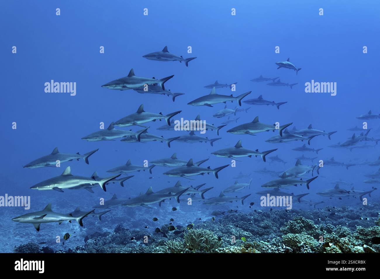 Shoal of Grey reef sharks (Carcharhinus amblyrhynchos) swimming in the ...