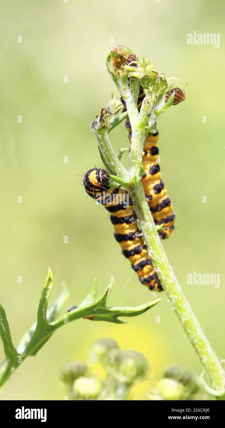 St. Jacob's weed bear or blood bear (Tyria jacobaeae), butterfly ...
