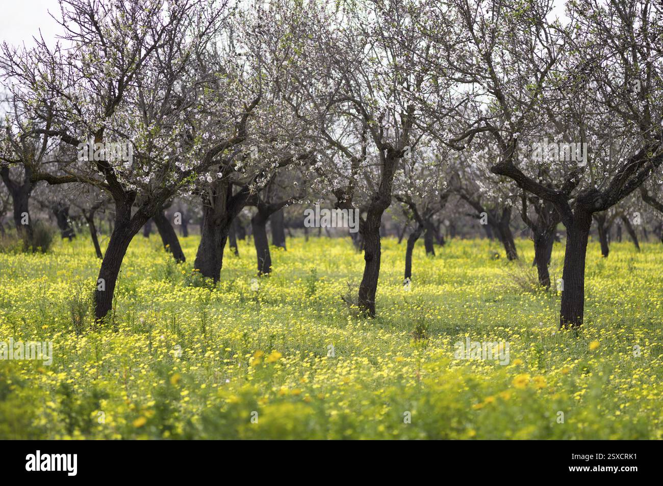 Almond blossom, almond trees, plantation, Bermuda buttercup (Oxalis pes ...