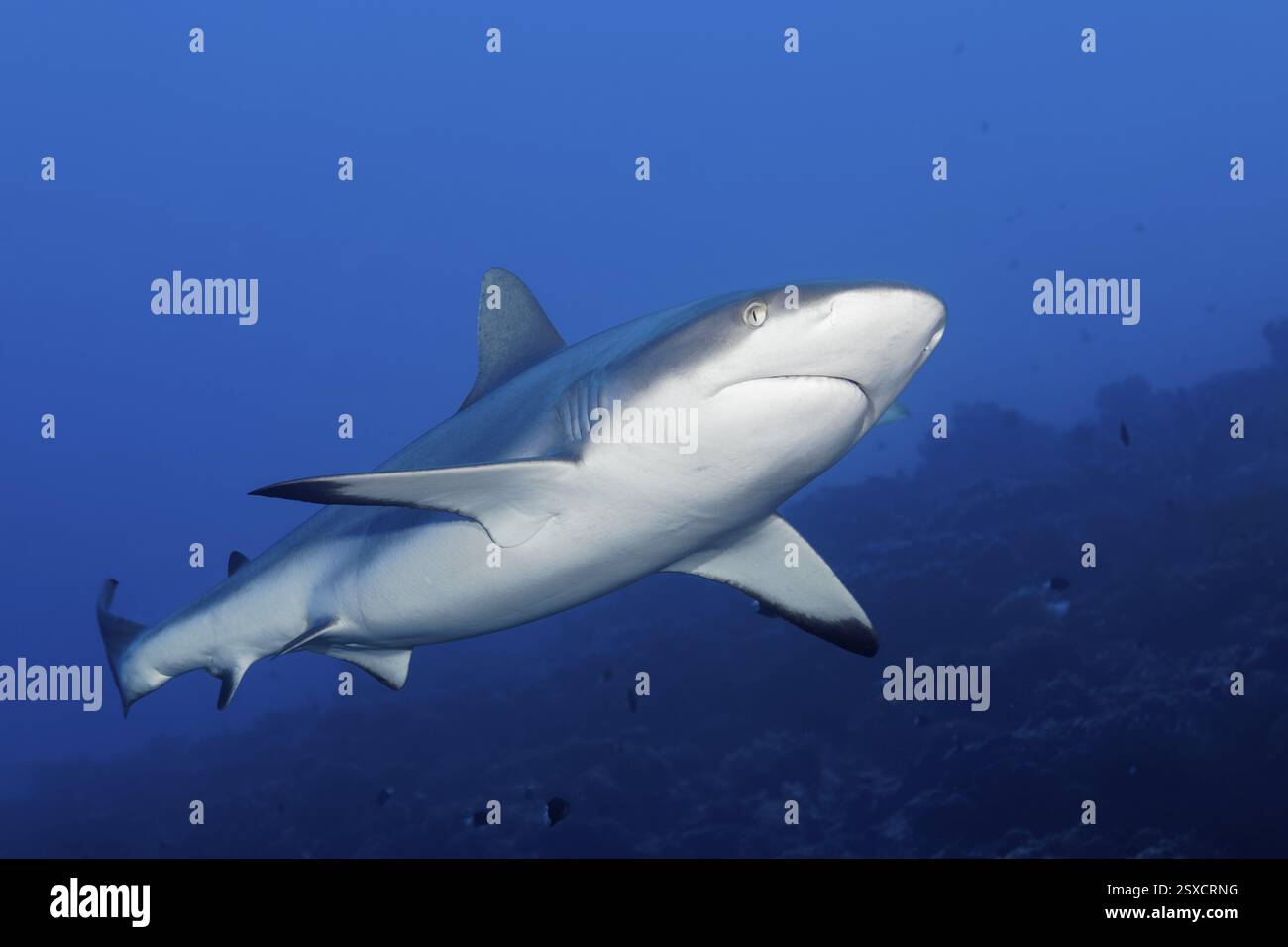 Grey reef shark (Carcharhinus amblyrhynchos) swimming in the South Pass ...