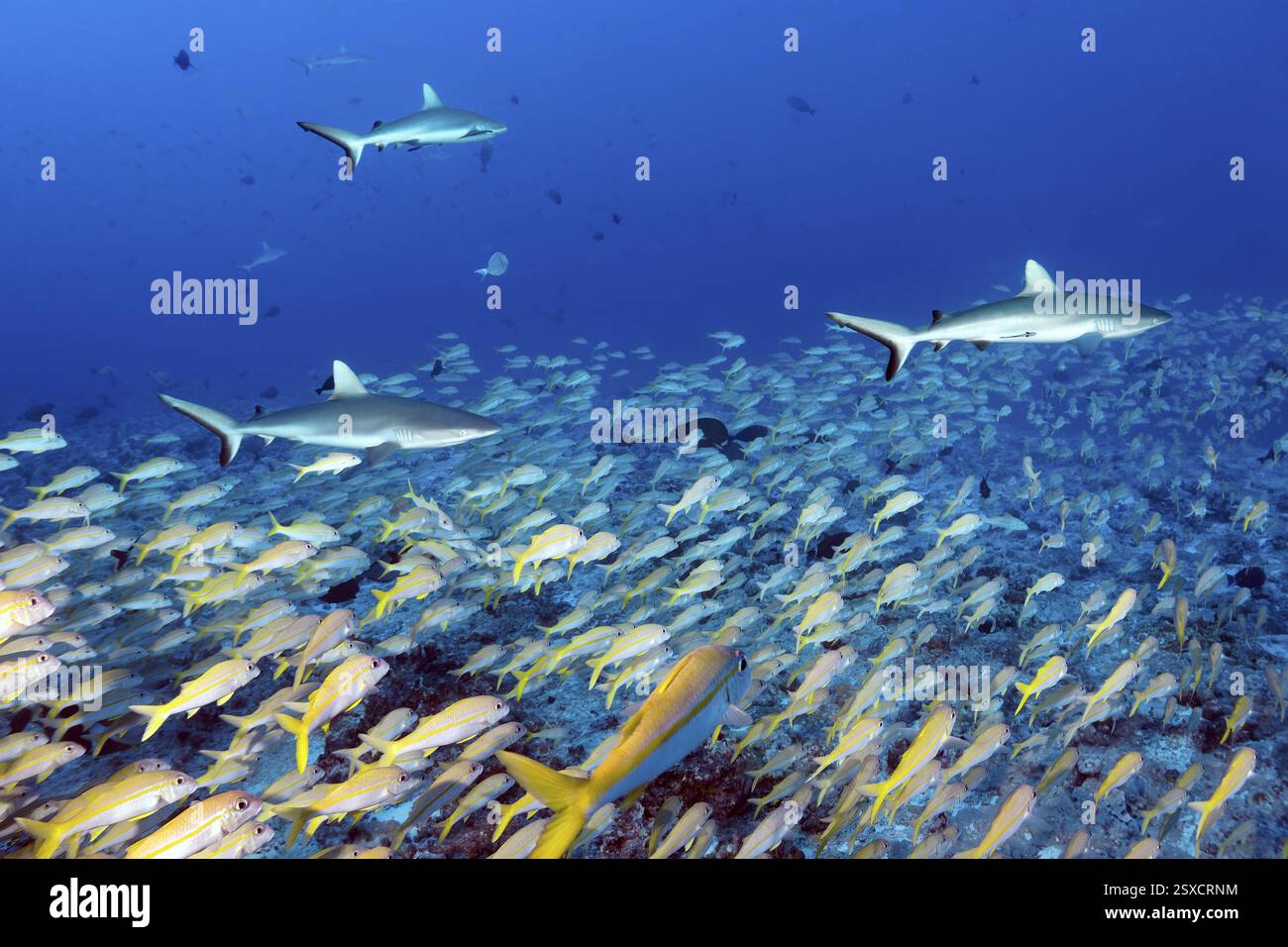 Three Grey reef sharks (Carcharhinus amblyrhynchos) hunting in a shoal ...