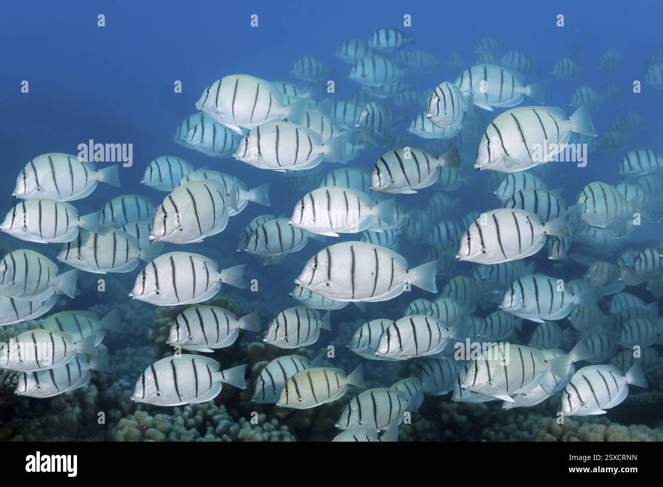 School of convict surgeonfish (Acanthurus triostegus) swimming over ...