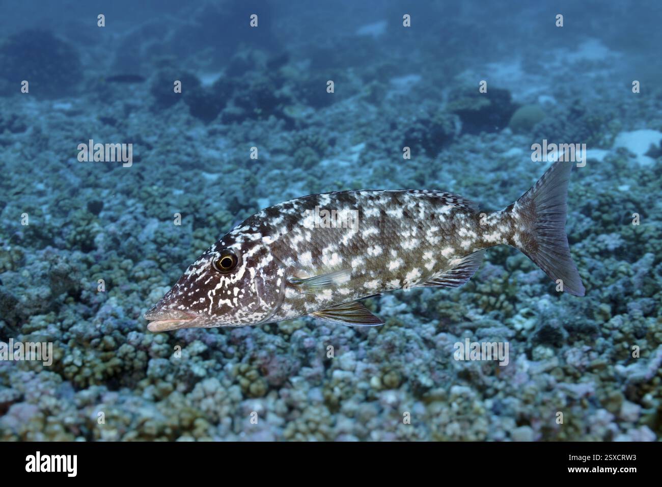 Big-headed snapper (Lethrinus olivaceus), portrait, Tuamotu Archipelago ...