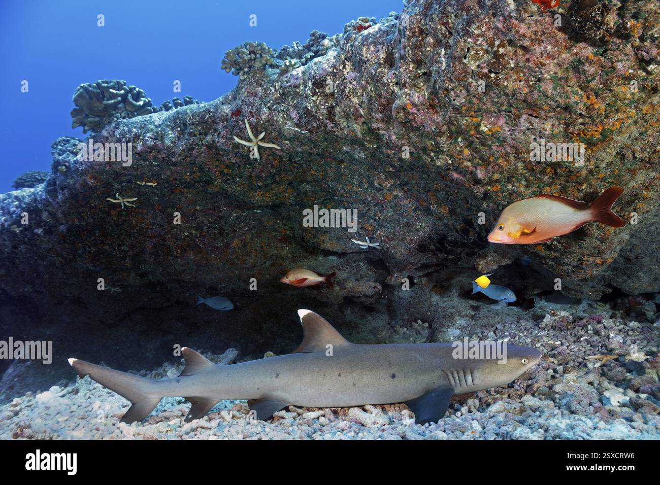 Whitetip reef shark (Triaenodon obesus) lying on sandy bottom under ...