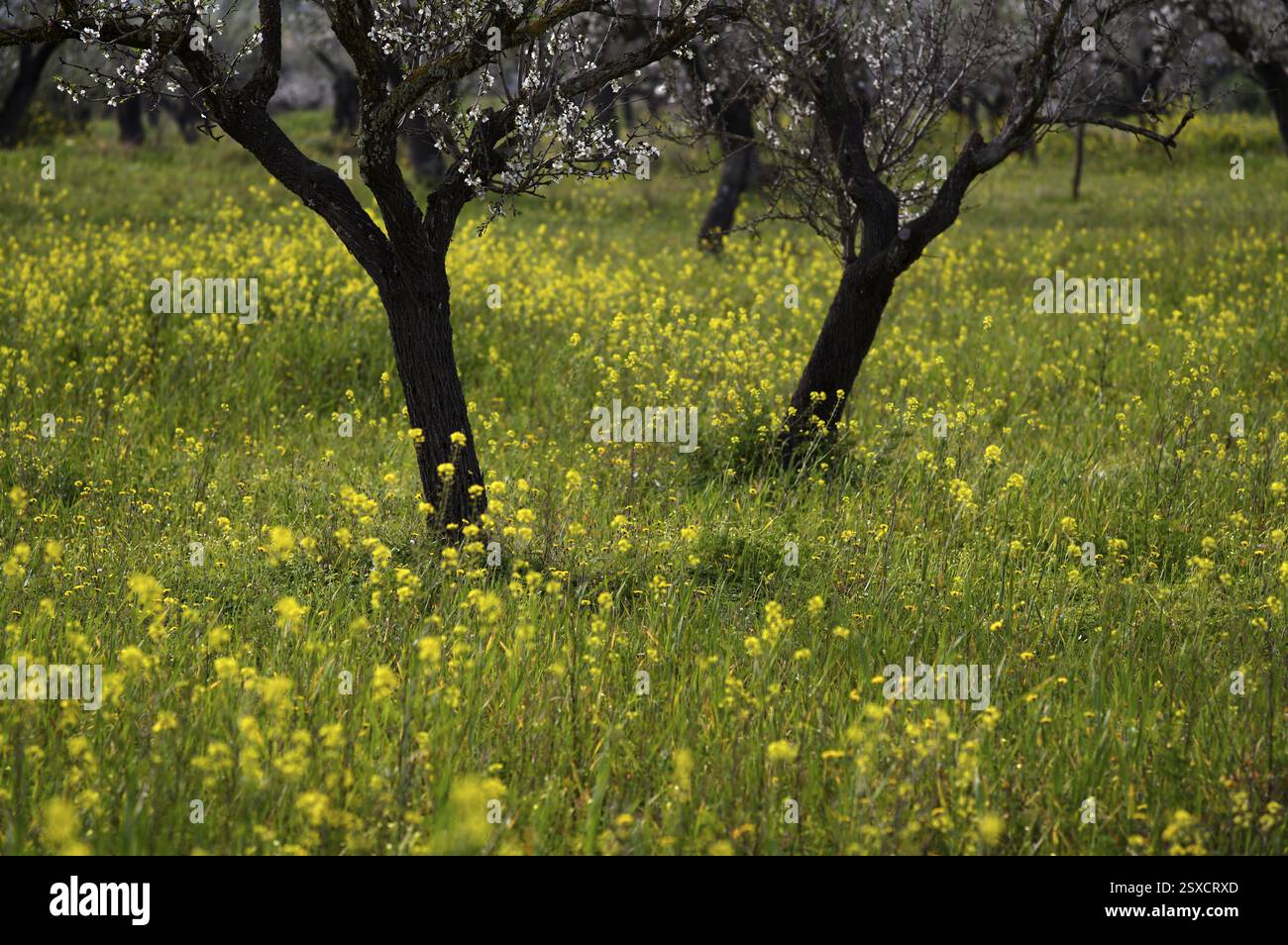 Almond blossom, almond trees, plantation, Bermuda buttercup (Oxalis pes ...