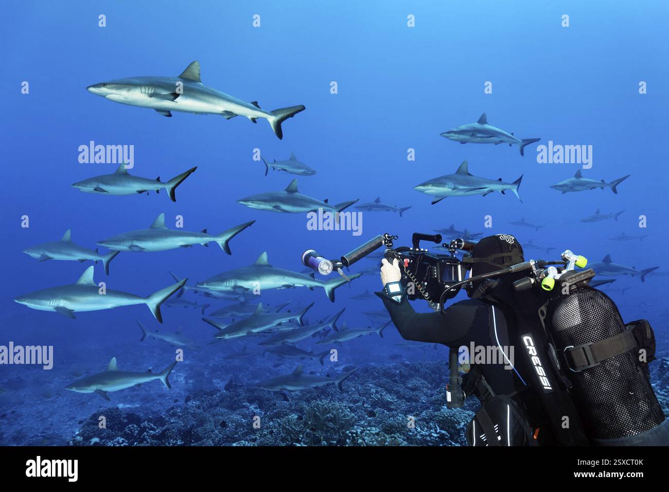 Cameraman with professional underwater video camera RED Dragon X 6K ...