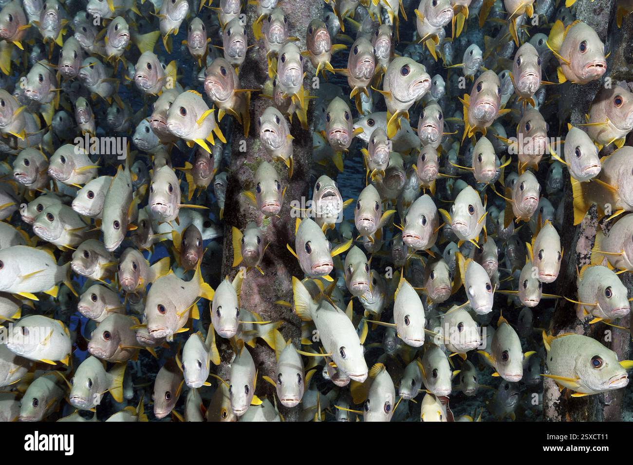 Shoal of single spotted snapper (Lutjanus monostigma) from the front ...