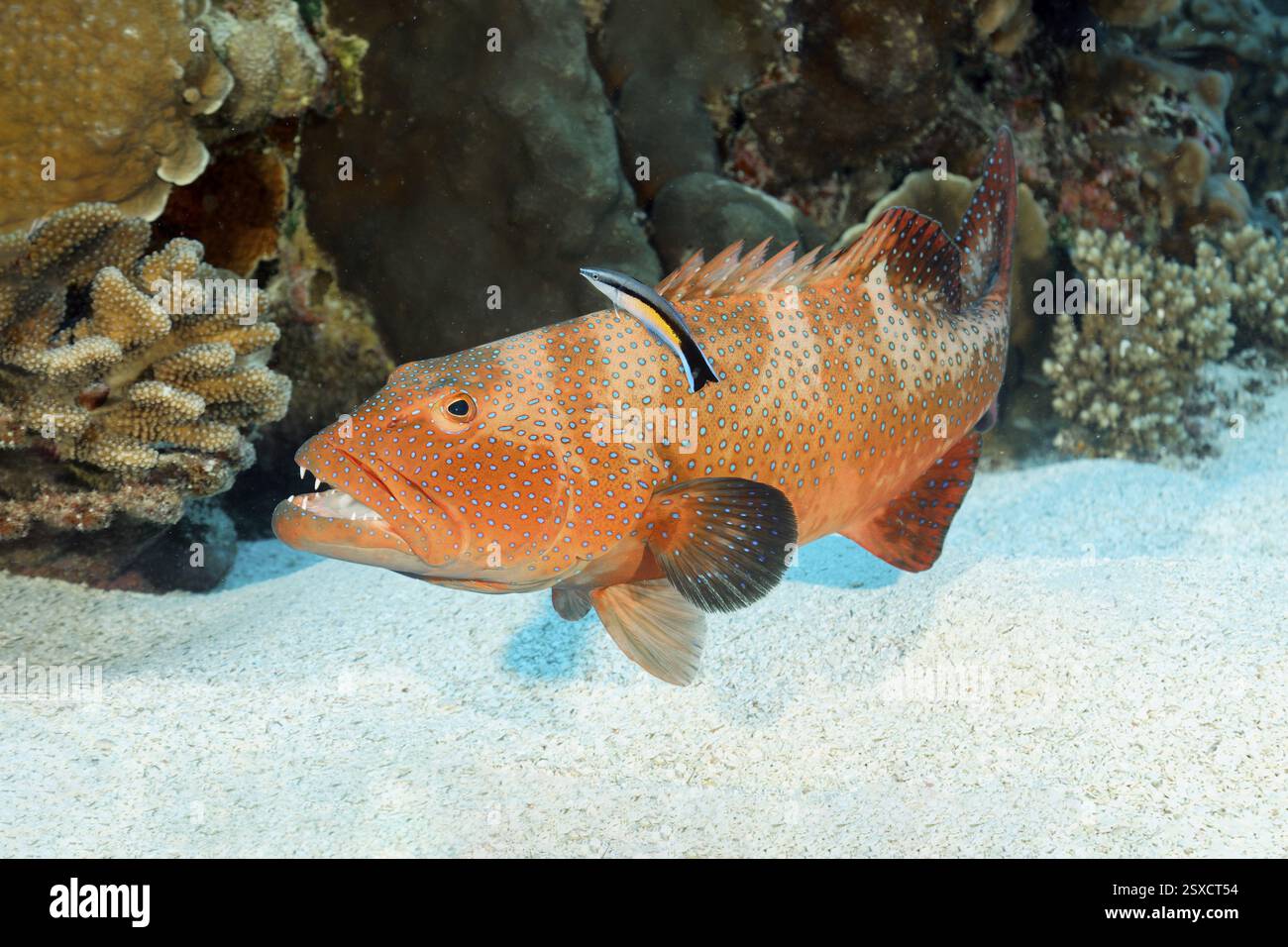 Leopard trout perch (Plectropomus leopardus), young, juvenile with blue ...