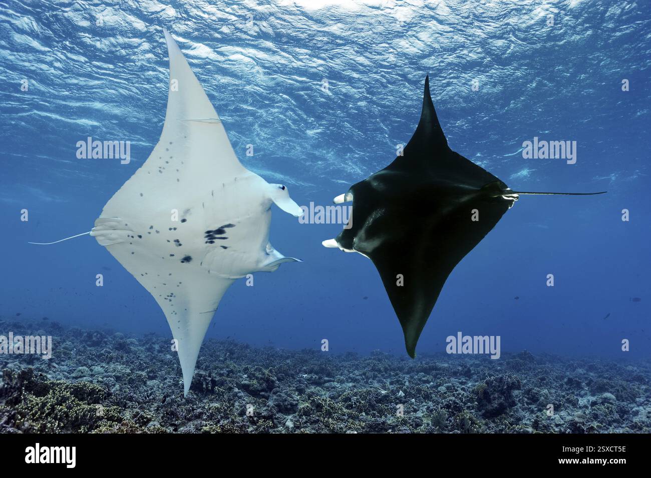 Two reef manta rays (Manta alfredi), circling each other, swimming over ...