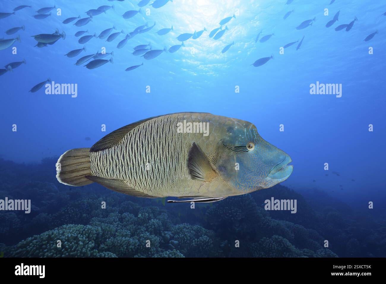 Keeper animal underwater hi-res stock photography and images - Alamy