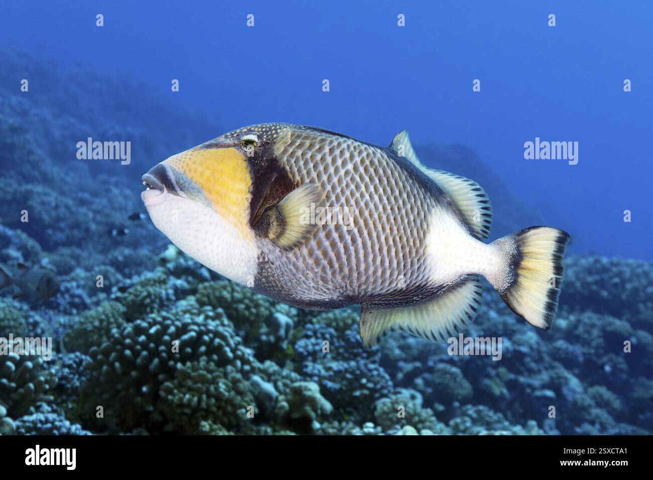Giant triggerfish (Balistoides viridescens) swimming over stony coral reef, Tuamotu Archipelago ...