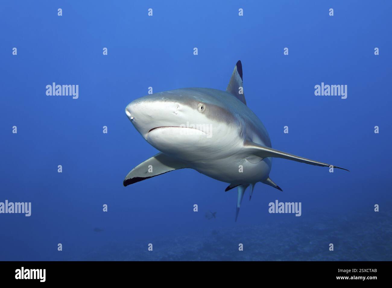 Blacktip reef shark (Carcharhinus-melanopterus) from the front ...