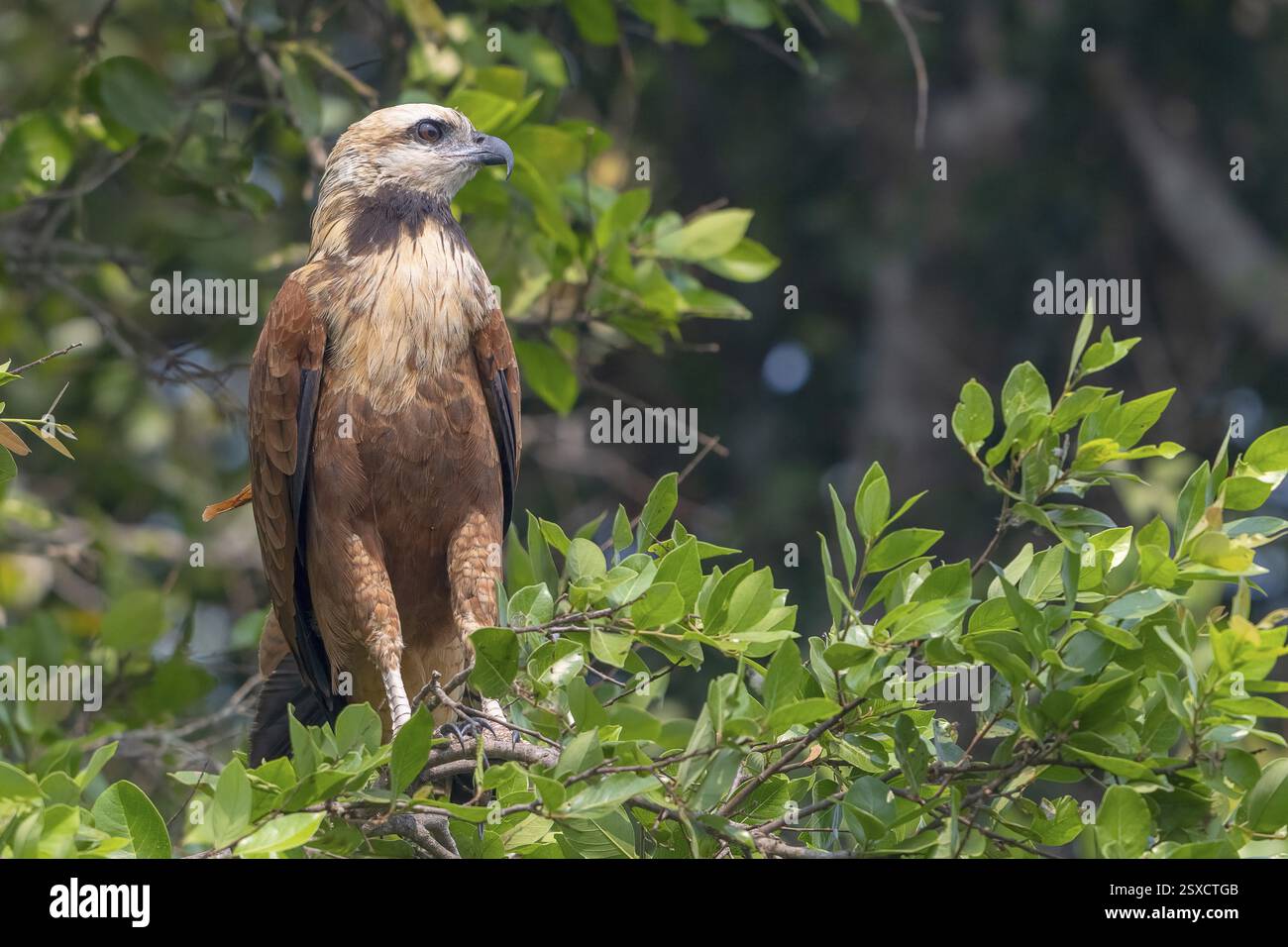 Fish Buzzard (Busarellus nigricollis), Pantanal, inland, wetland ...