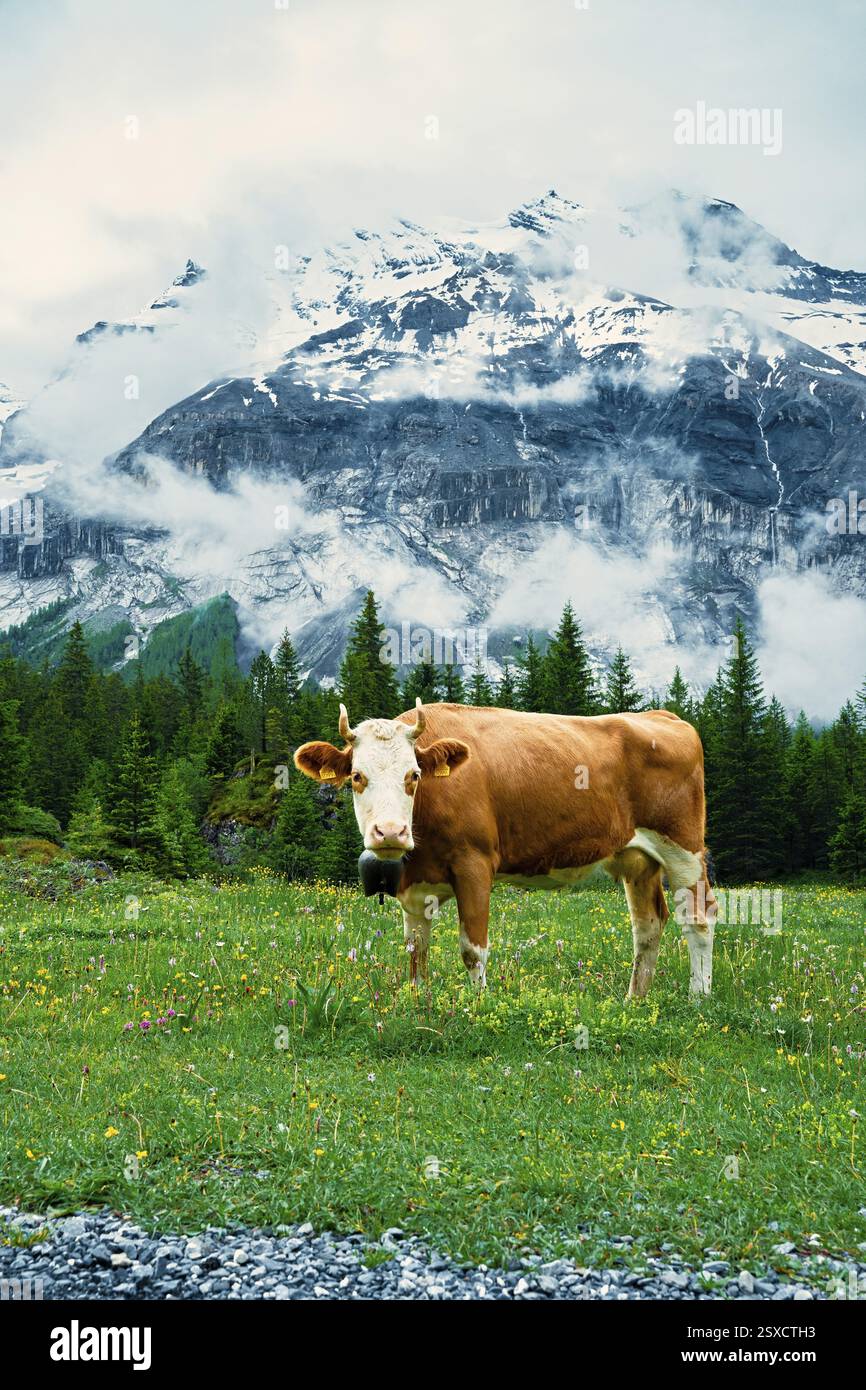 A cow stands in a green meadow with a stunning view of snow-covered mountains, Alpine cows ...