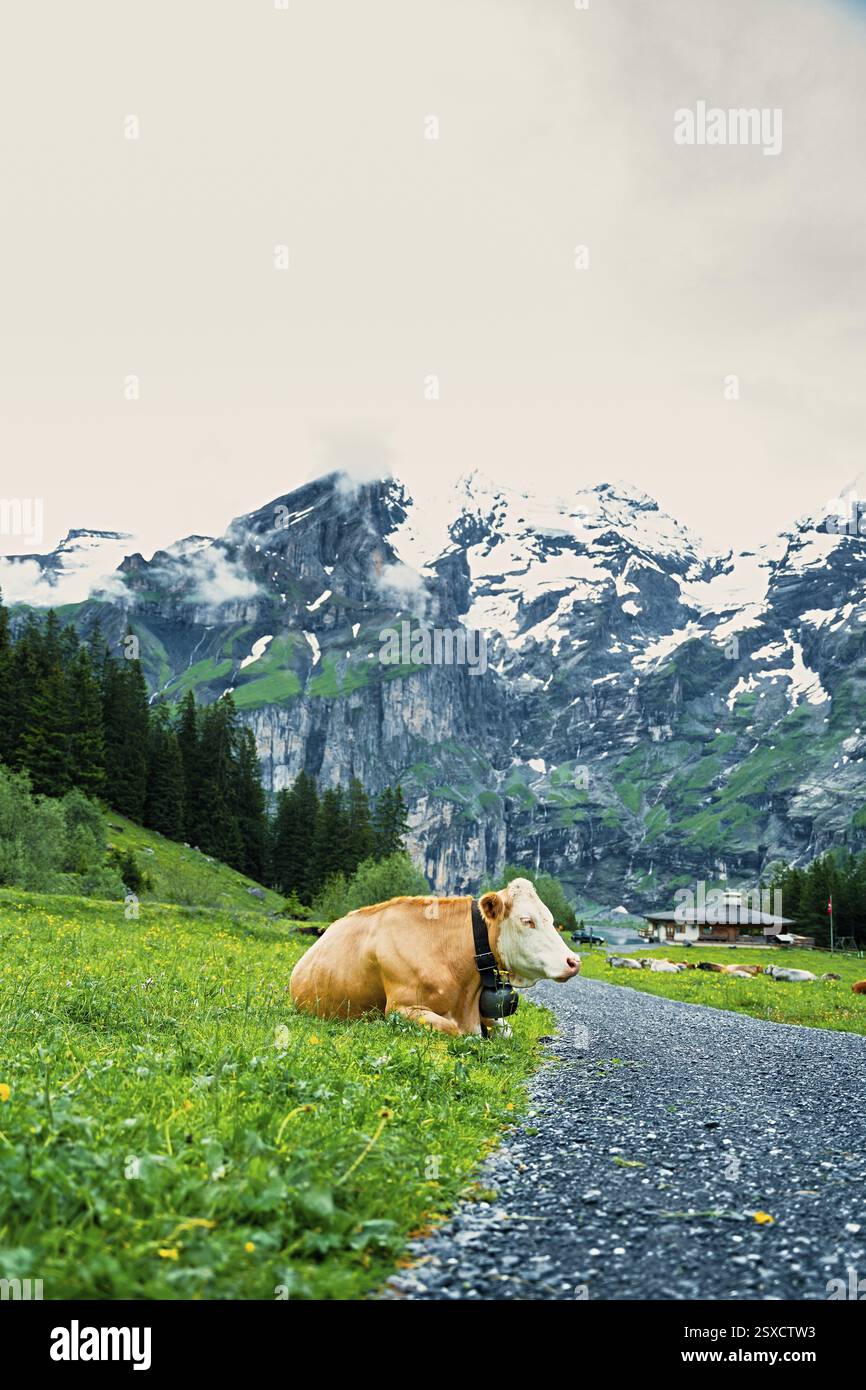 A cow laying beside a pathway leading through a mountainous region ...
