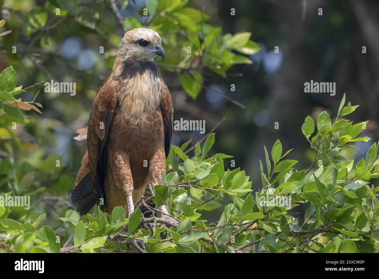 Fish Buzzard (Busarellus nigricollis), Pantanal, inland, wetland ...