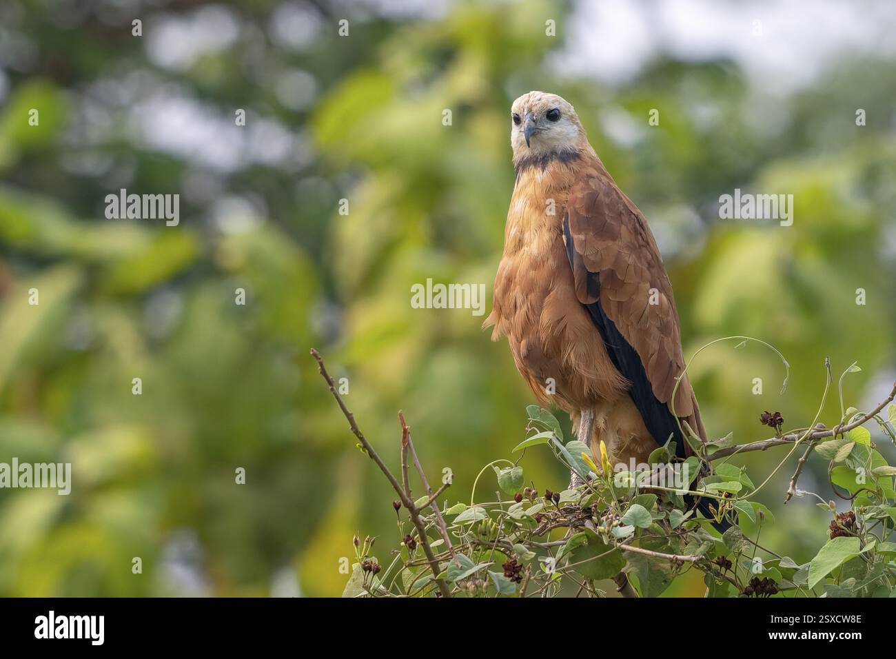 Fish Buzzard (Busarellus nigricollis), Pantanal, inland, wetland ...