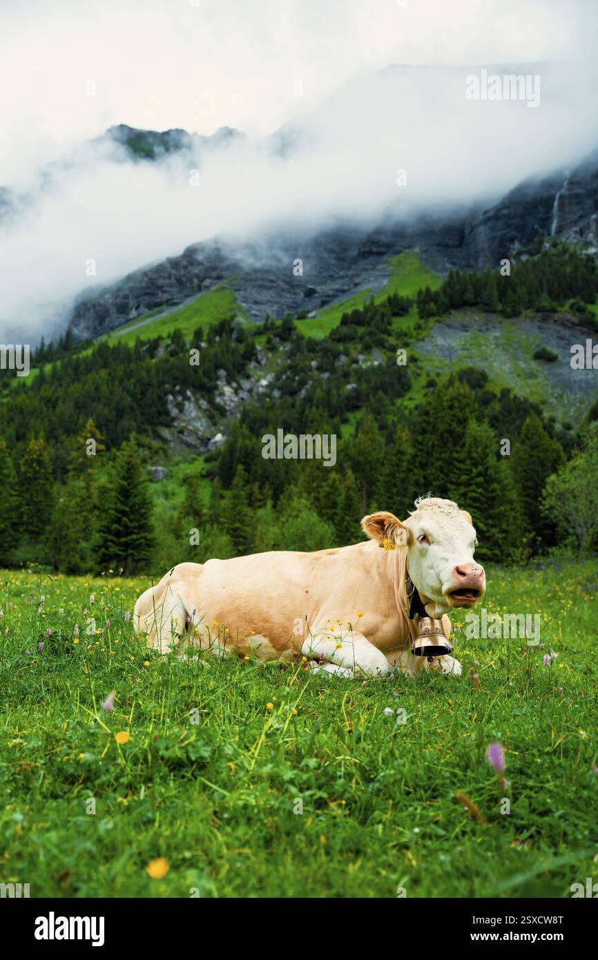 Cow resting on grassy field with majestic misty mountains in the ...