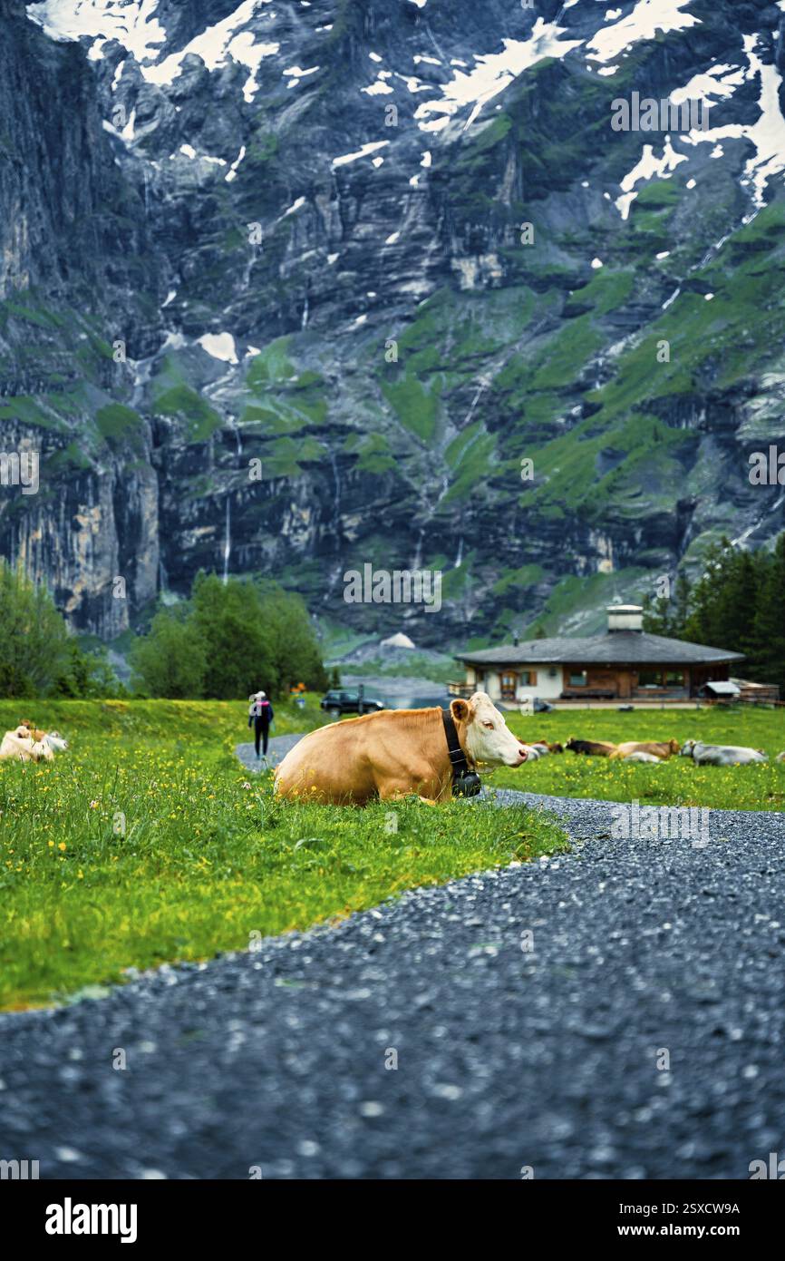 A cow resting by a winding path against a mountainous backdrop, Alpine ...